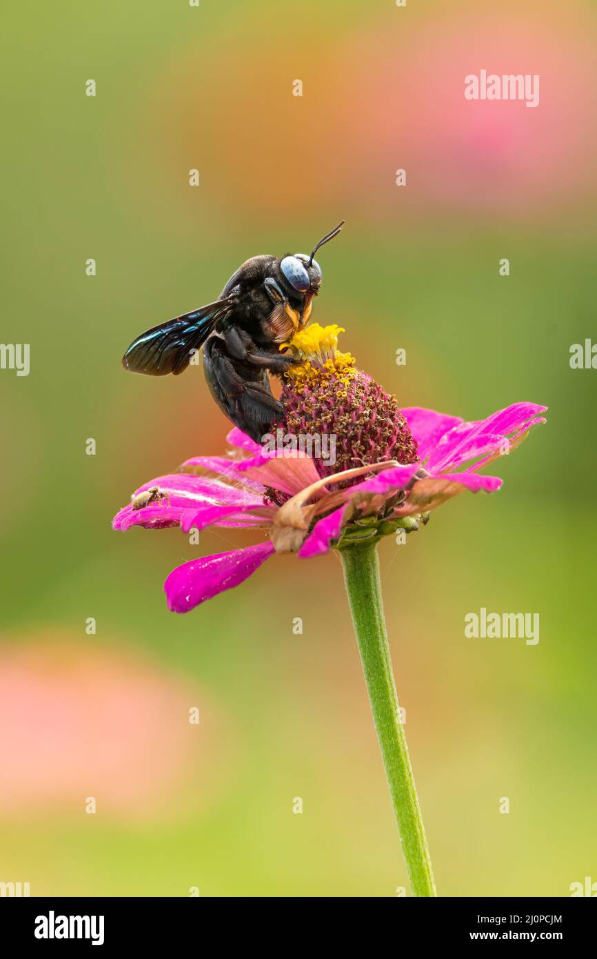 Front view of Tropical Carpenter Bee embracing flower pollen on ...