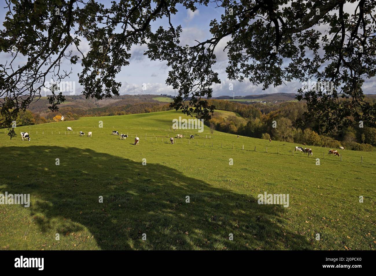 Wide view of the landscape with cows on the pasture, Schalksmuehle ...