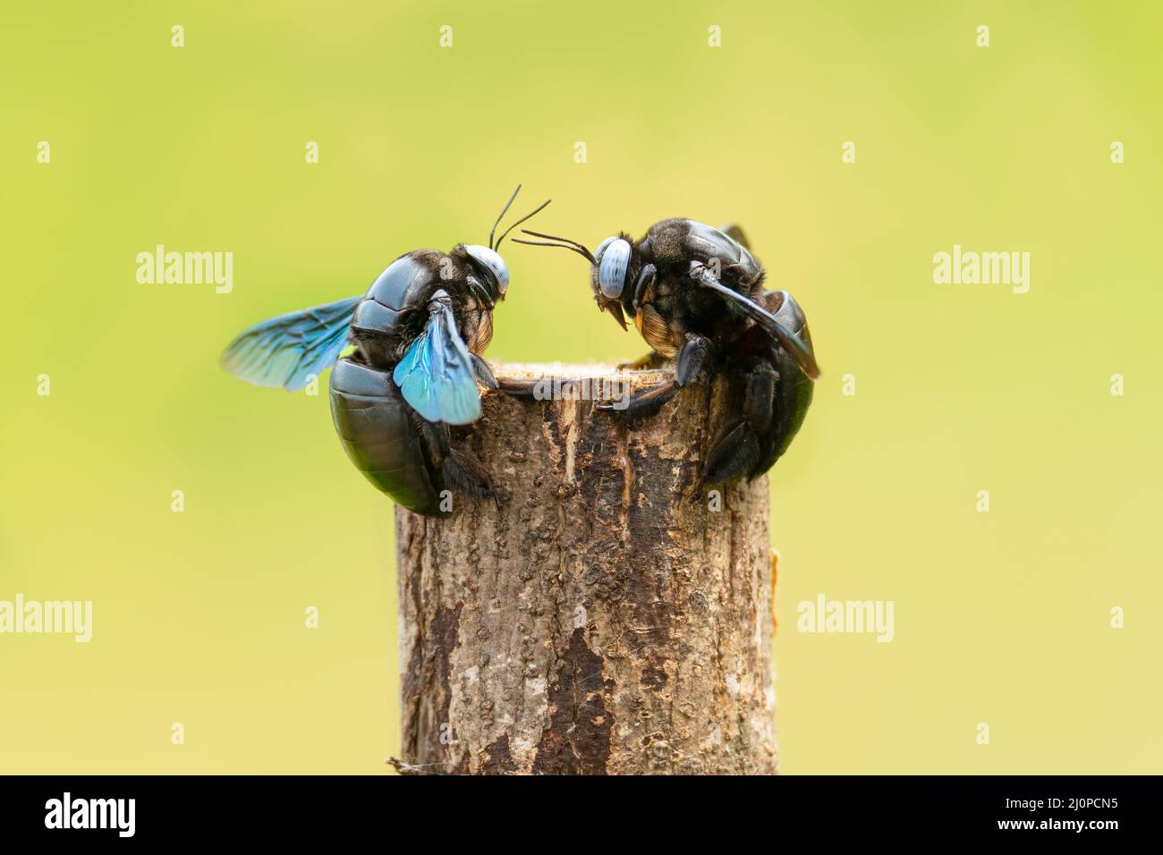 Two Tropical Carpenter Bee staring at each other on wood stump Stock ...