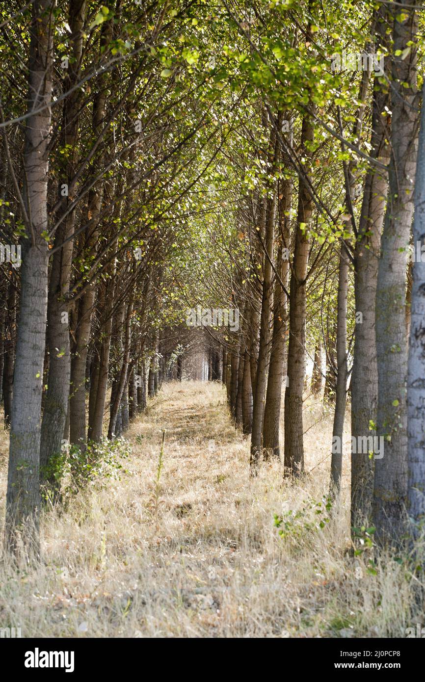 Orchard path hi-res stock photography and images - Alamy