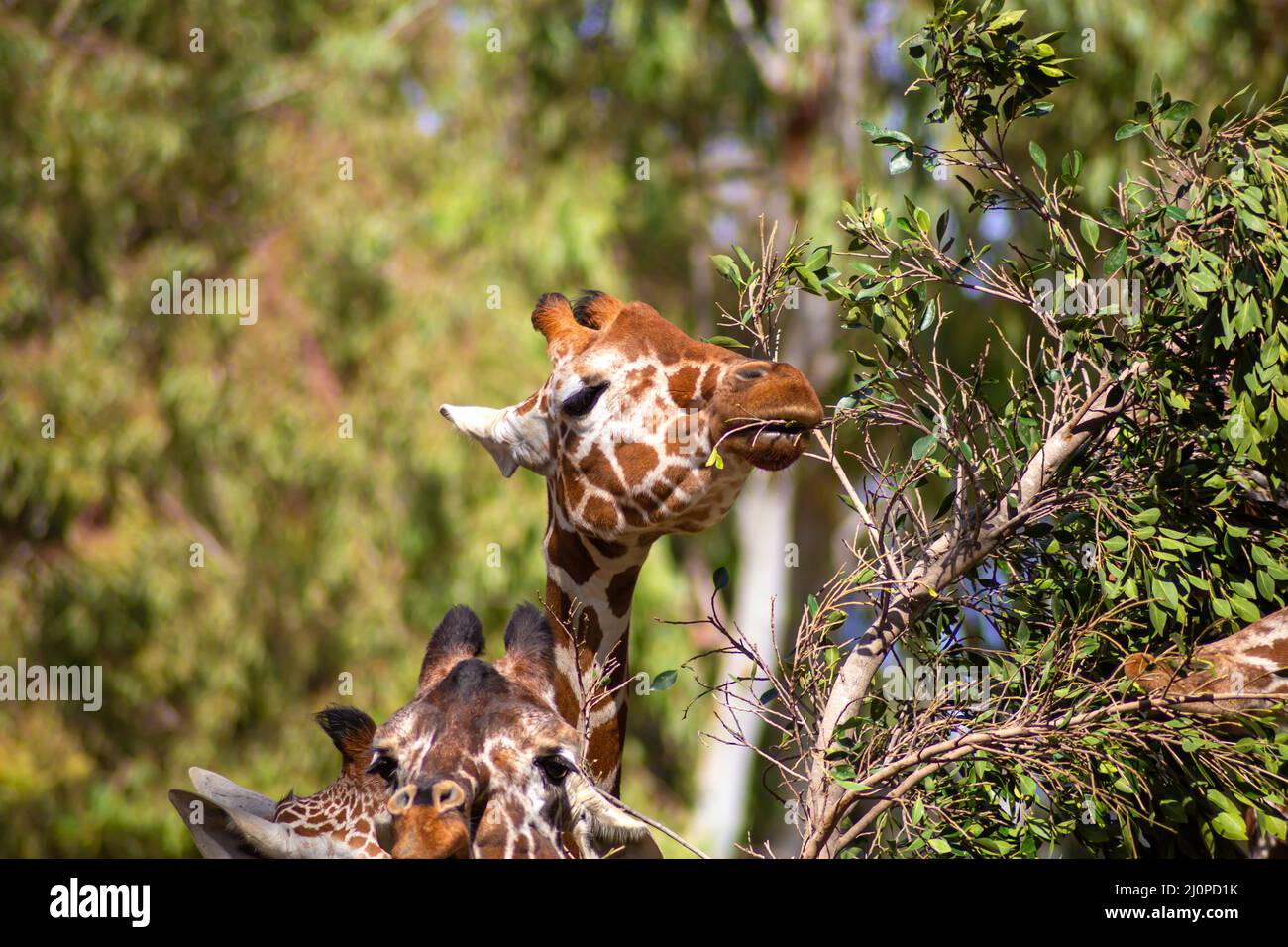 The giraffe lives in the Israel zoo. Close-up of a giraffe eating Stock ...
