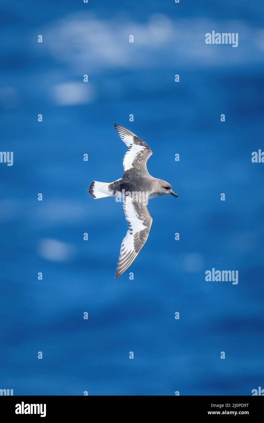 Antarctic petrel banking over ocean in sunshine Stock Photo - Alamy