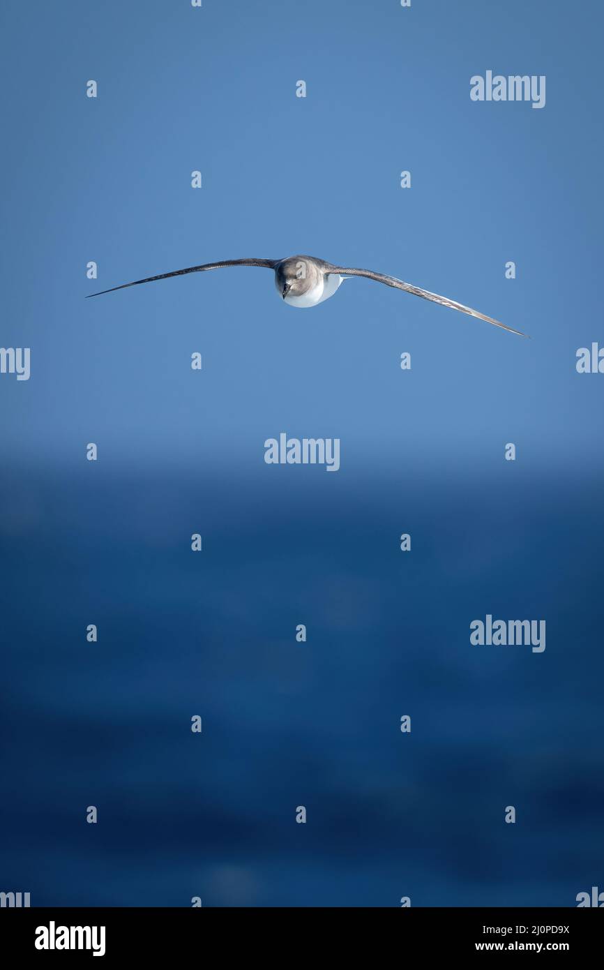 Antarctic petrel crosses ocean with wings spread Stock Photo - Alamy