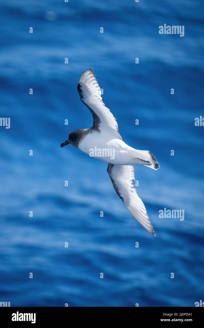 Antarctic petrel banks over ocean in sunshine Stock Photo - Alamy