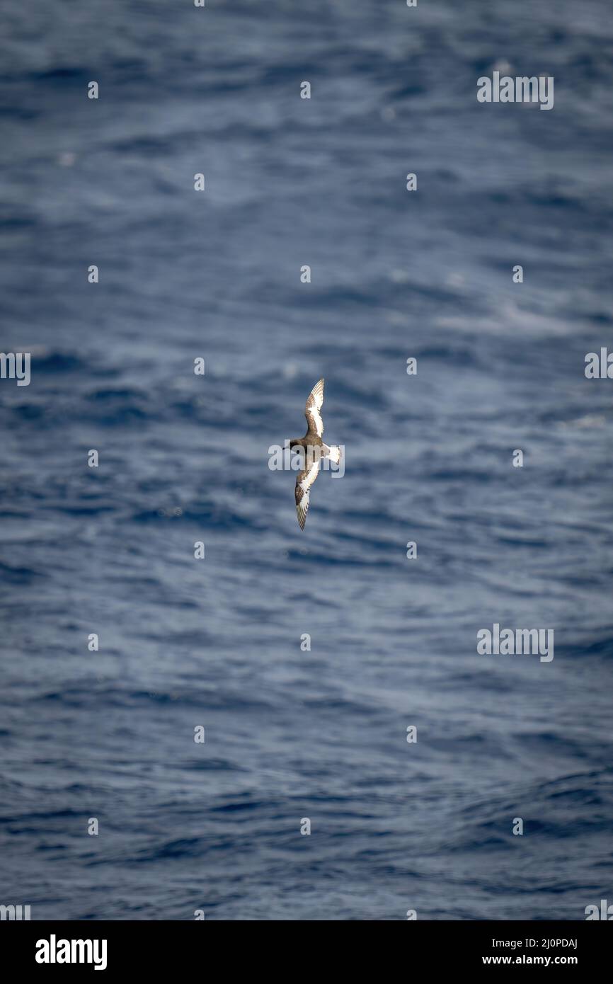 Antarctic petrel crosses ocean with vertical wings Stock Photo - Alamy