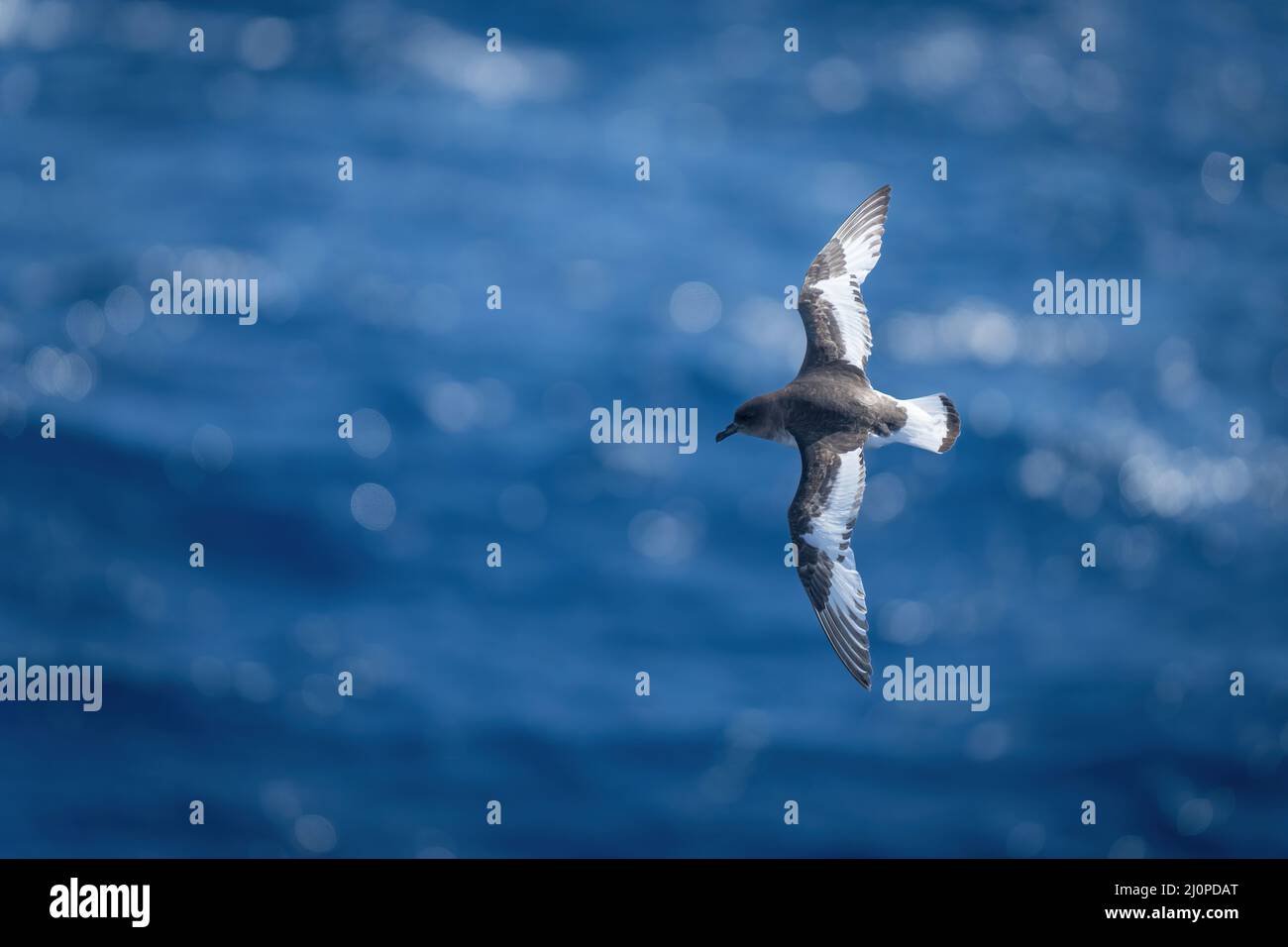 Antarctic petrel crossing sea with vertical wings Stock Photo - Alamy
