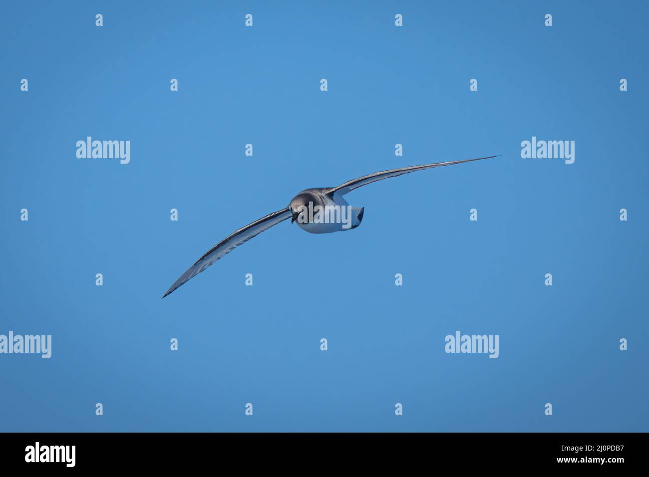Antarctic petrel in blue sky spreading wings Stock Photo - Alamy