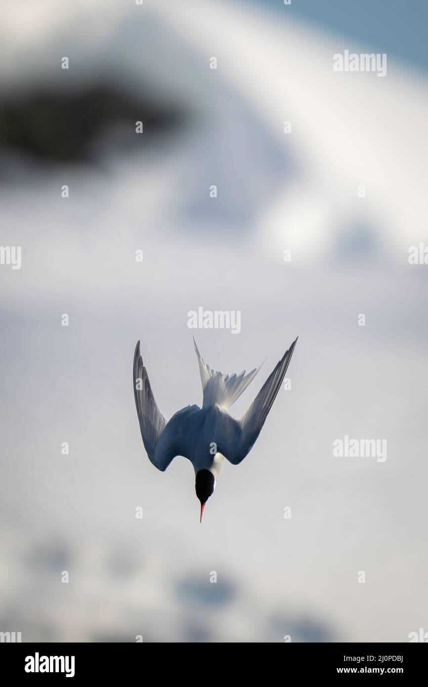 Antarctic tern dives by bank of snow Stock Photo - Alamy