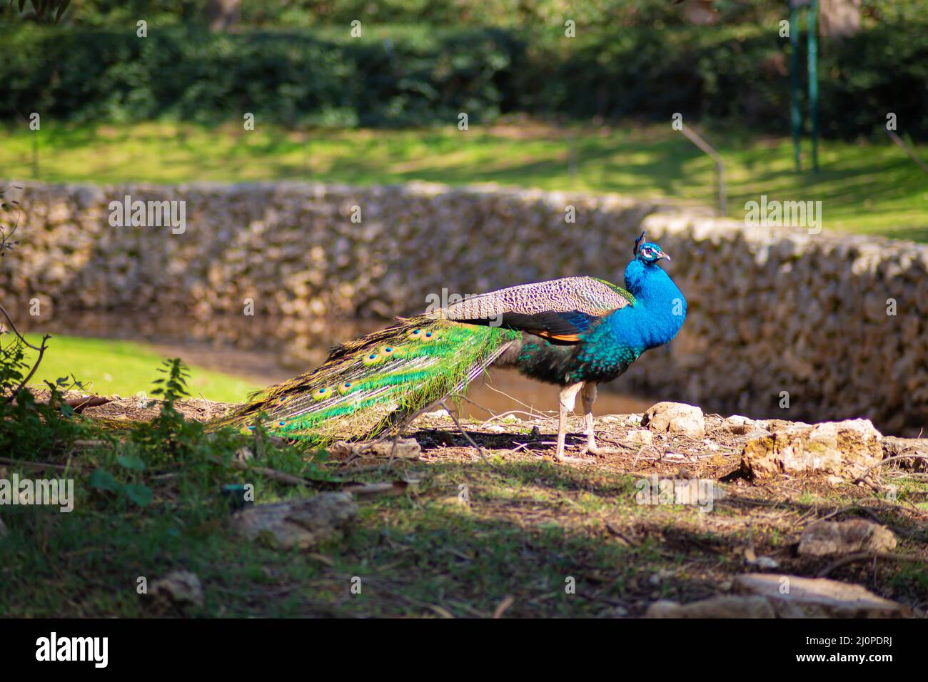 peacock walks in the forest in its natural habitat Stock Photo - Alamy
