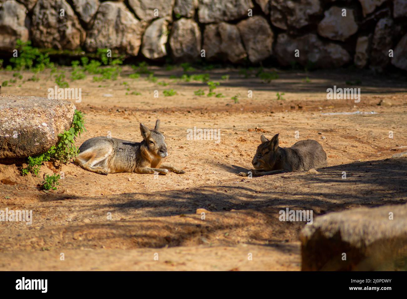 Patagonian cavy pet hi-res stock photography and images - Alamy