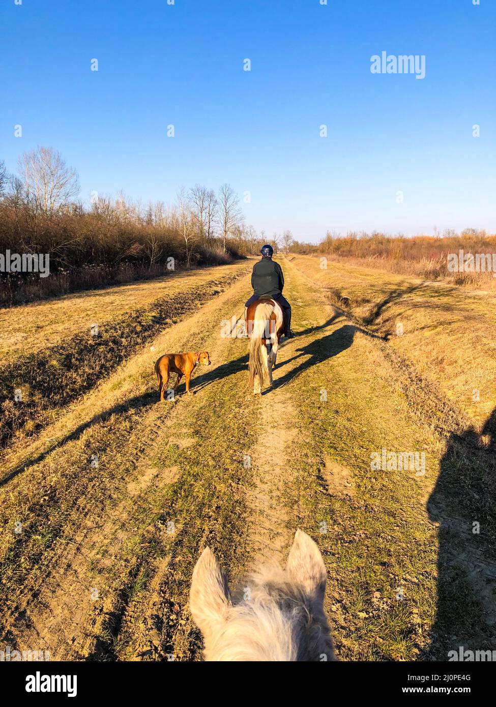 Overhead shot of a white horse with collars, walking on a pathway ...
