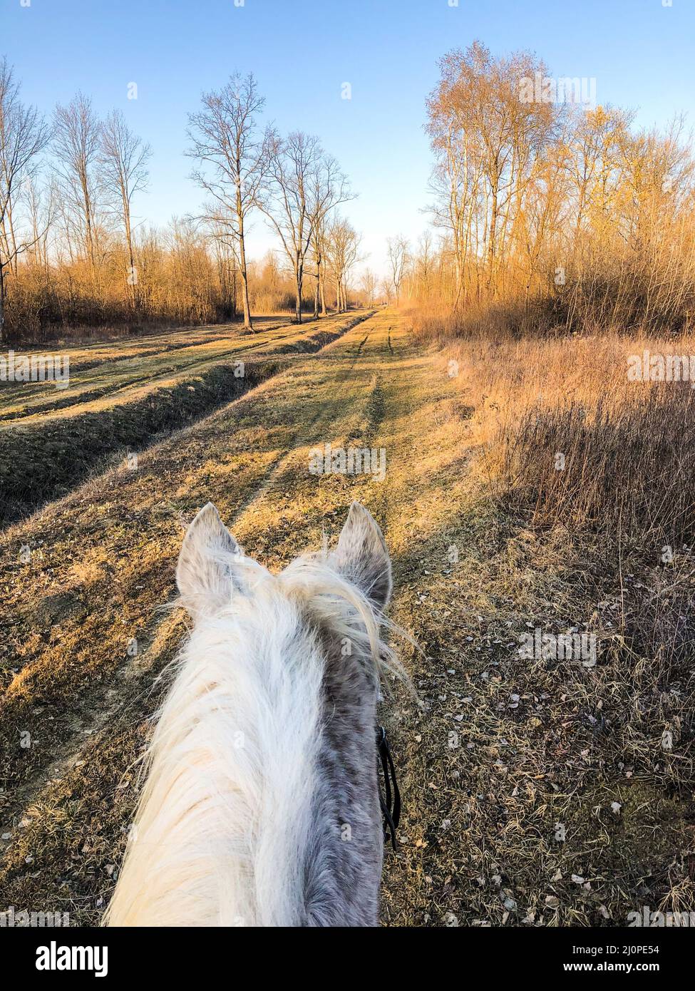 Overhead shot of a white horse with collars, walking on a pathway ...