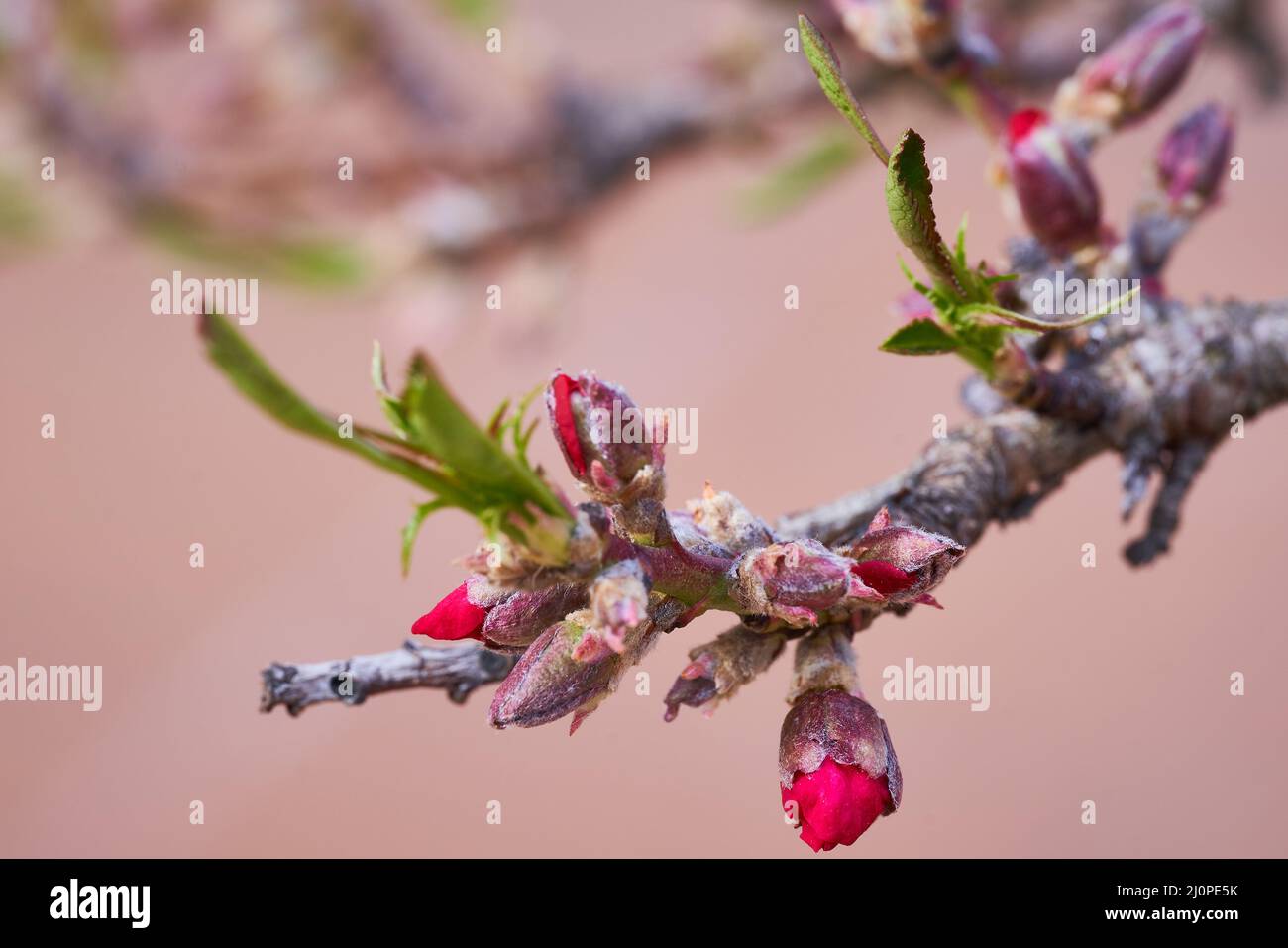 Sprout of a peach tree grown on the balcony of a house in the approach ...