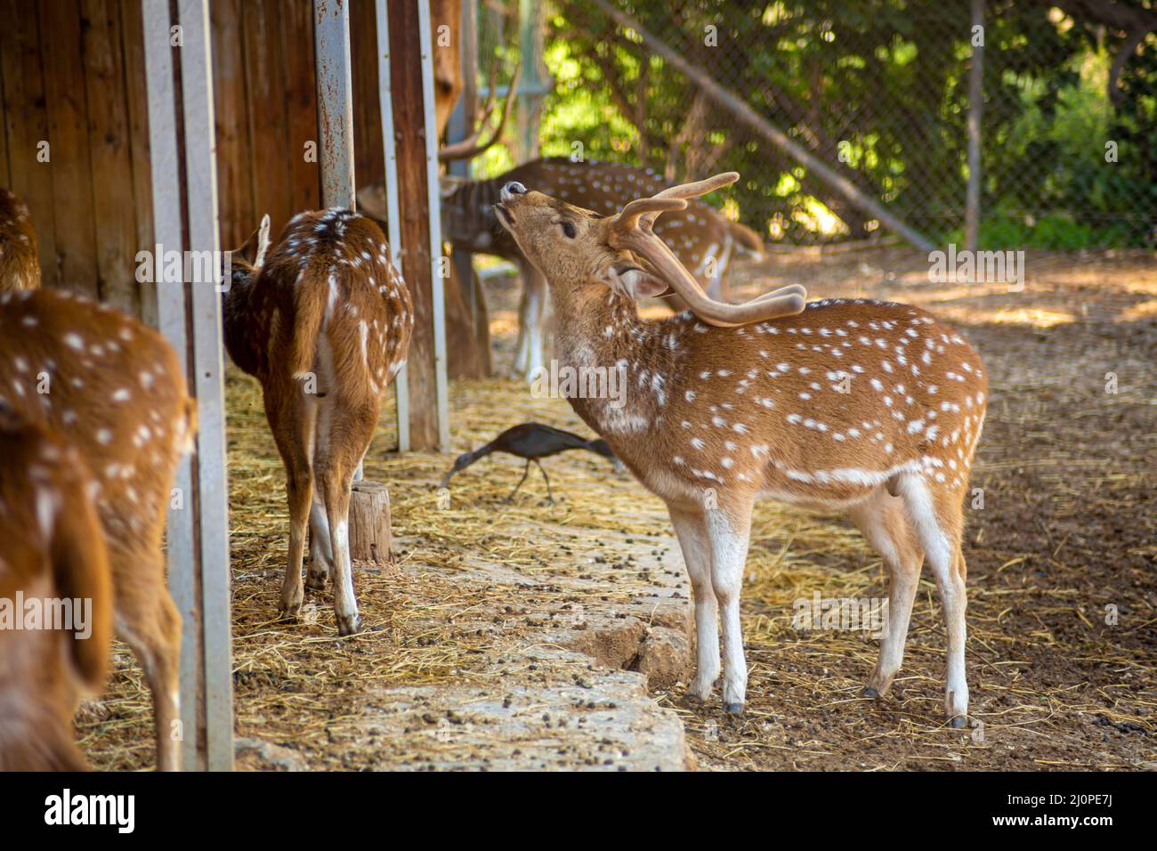 Sika deer, animals walk in the zoo Stock Photo - Alamy