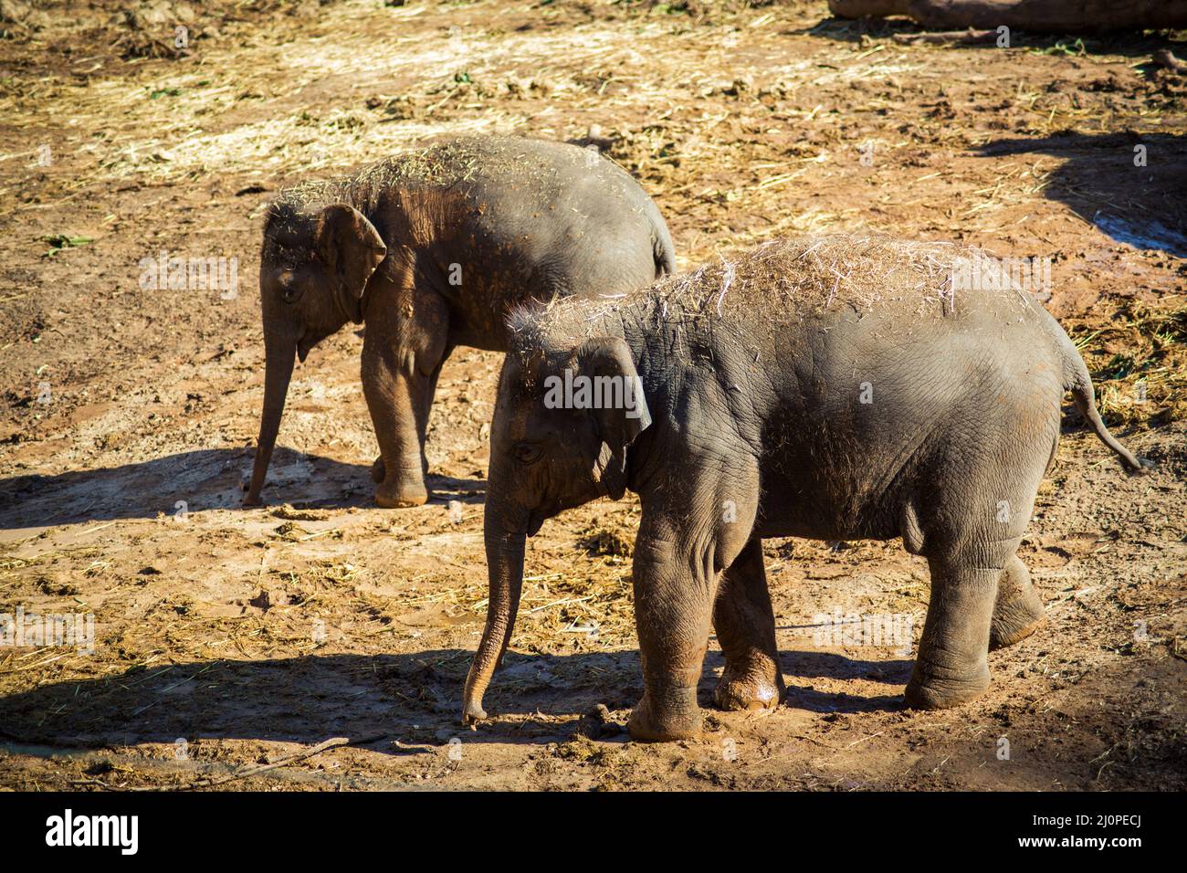 Teenage elephant walk in the zoo outdoors Stock Photo - Alamy