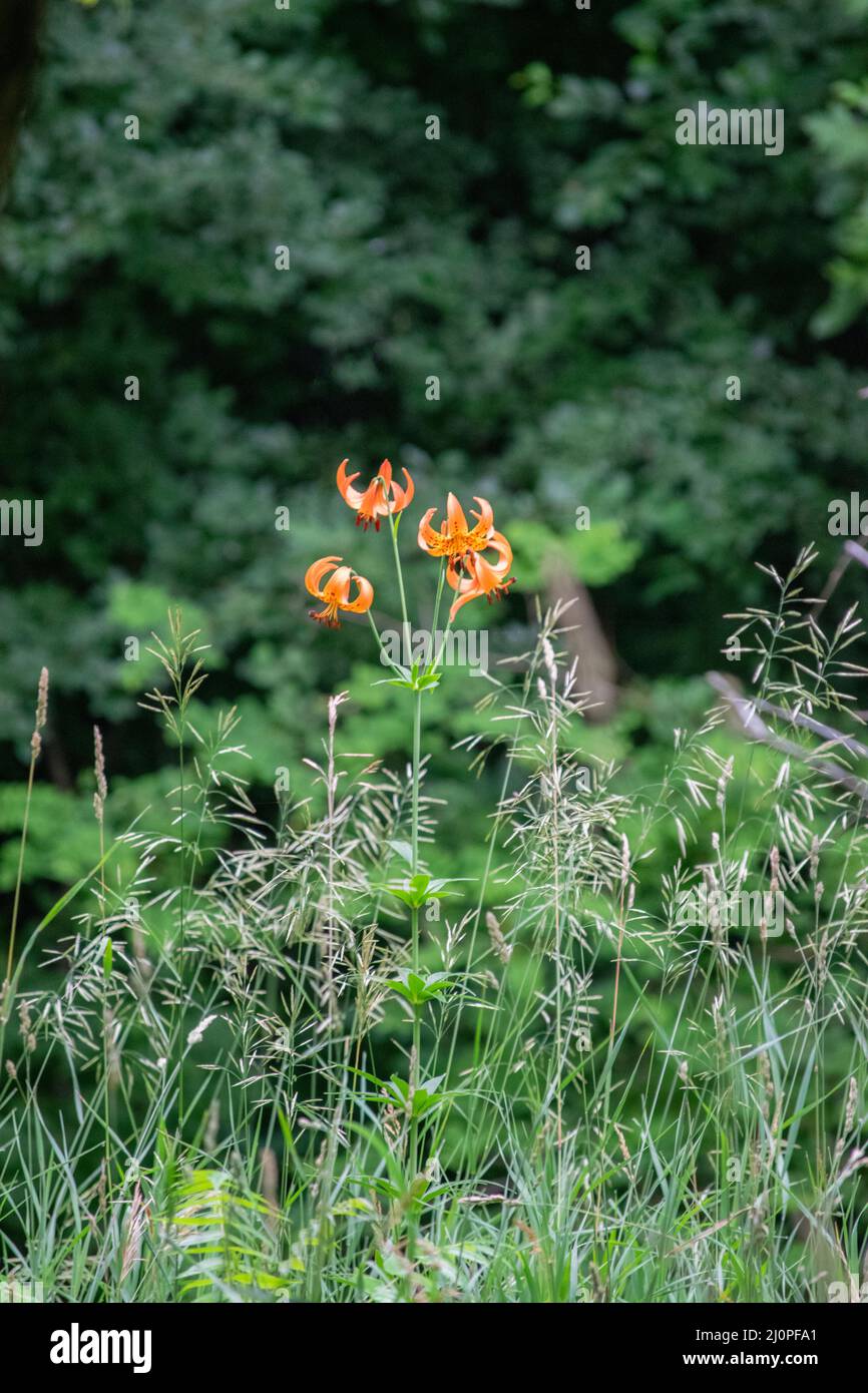 Tiger lily (Turks Cap Lily) also called Michigan Lily, Swamp Lily, and ...