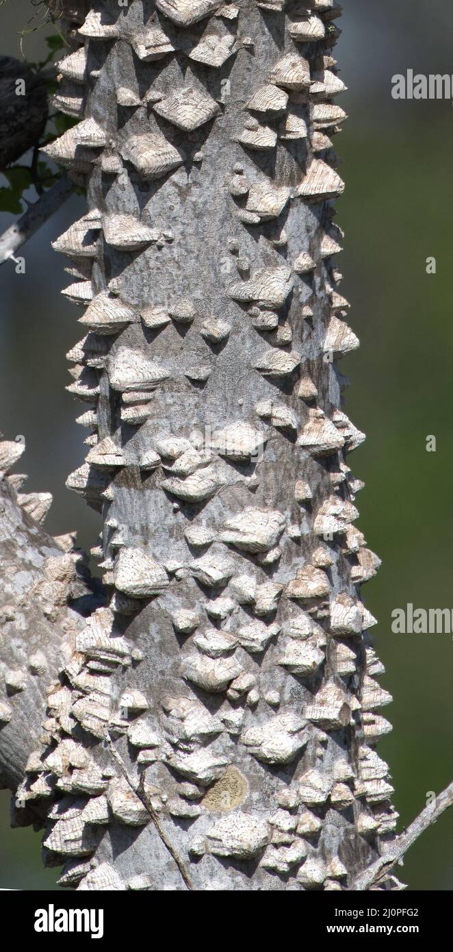Zanthoxylum clava herculis hi-res stock photography and images - Alamy