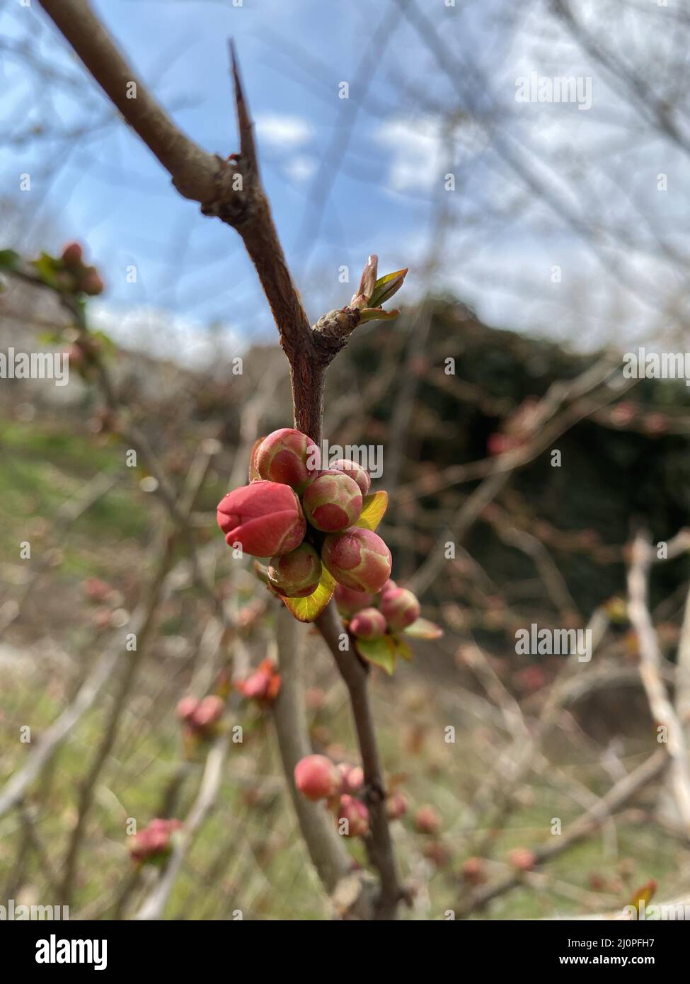 Vertical closeup of pink Quince flower bud blooming on the branch of a ...