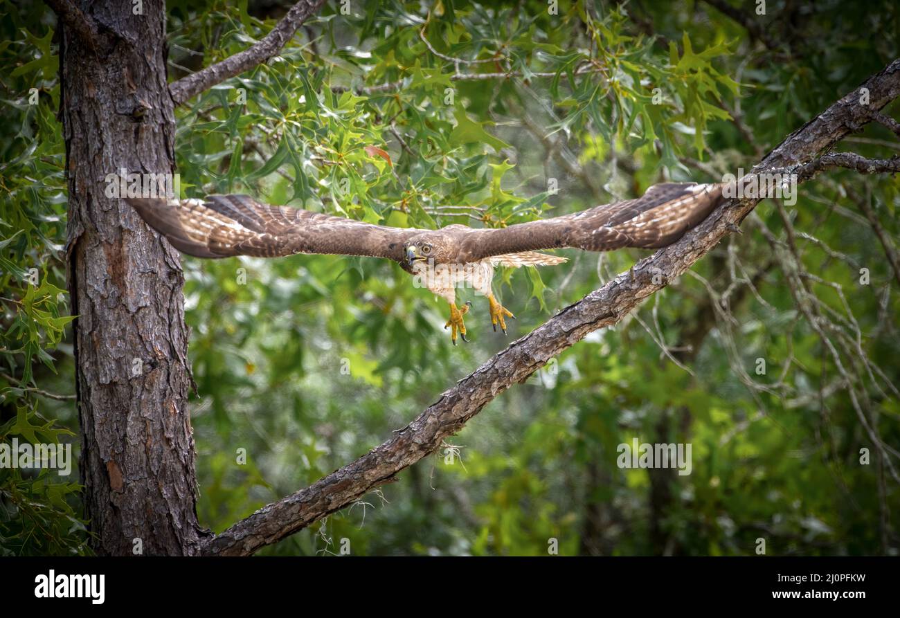 Red tailed hawk flying with prey in talons hi-res stock photography and ...