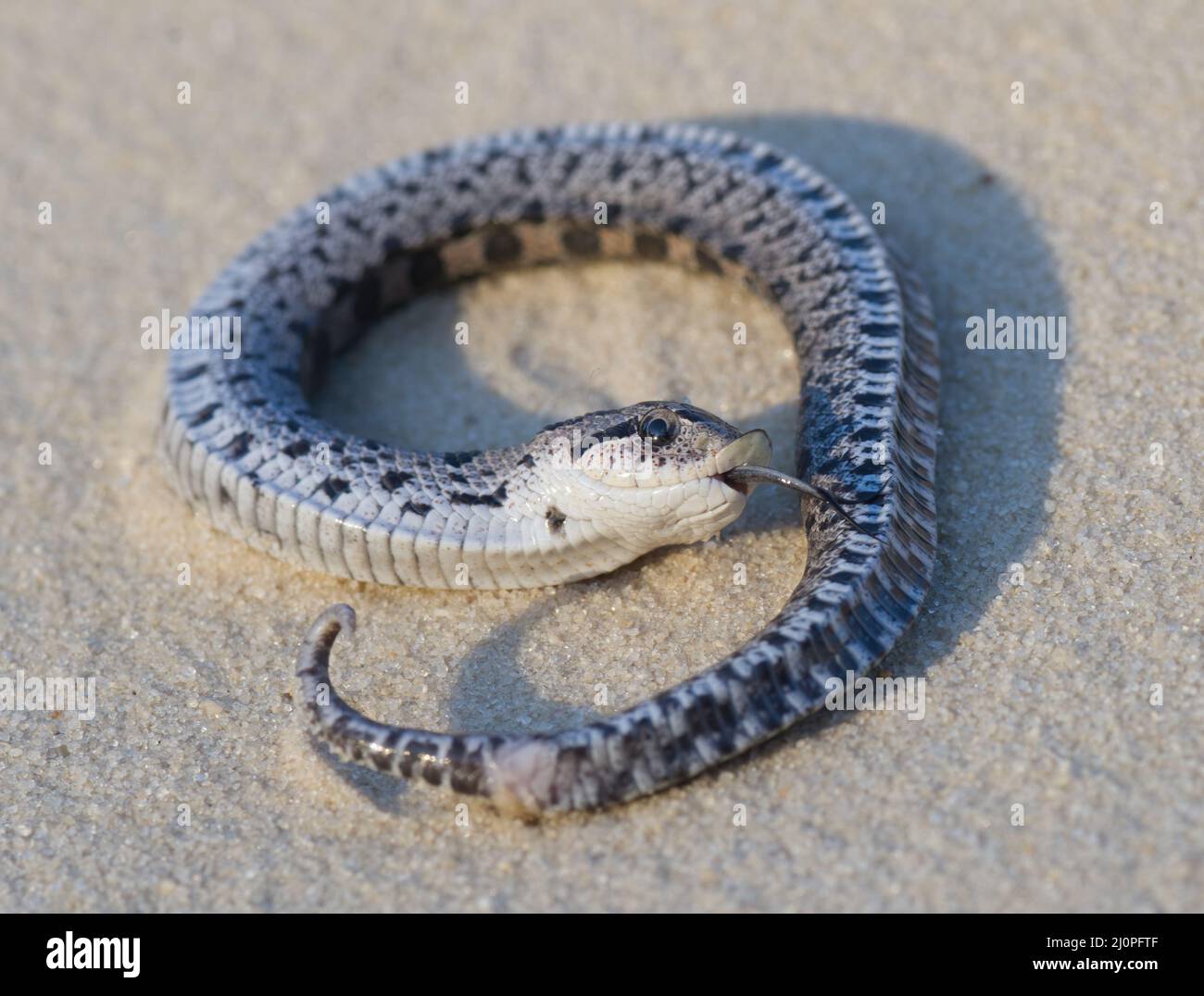 Checkered adder hi-res stock photography and images - Alamy