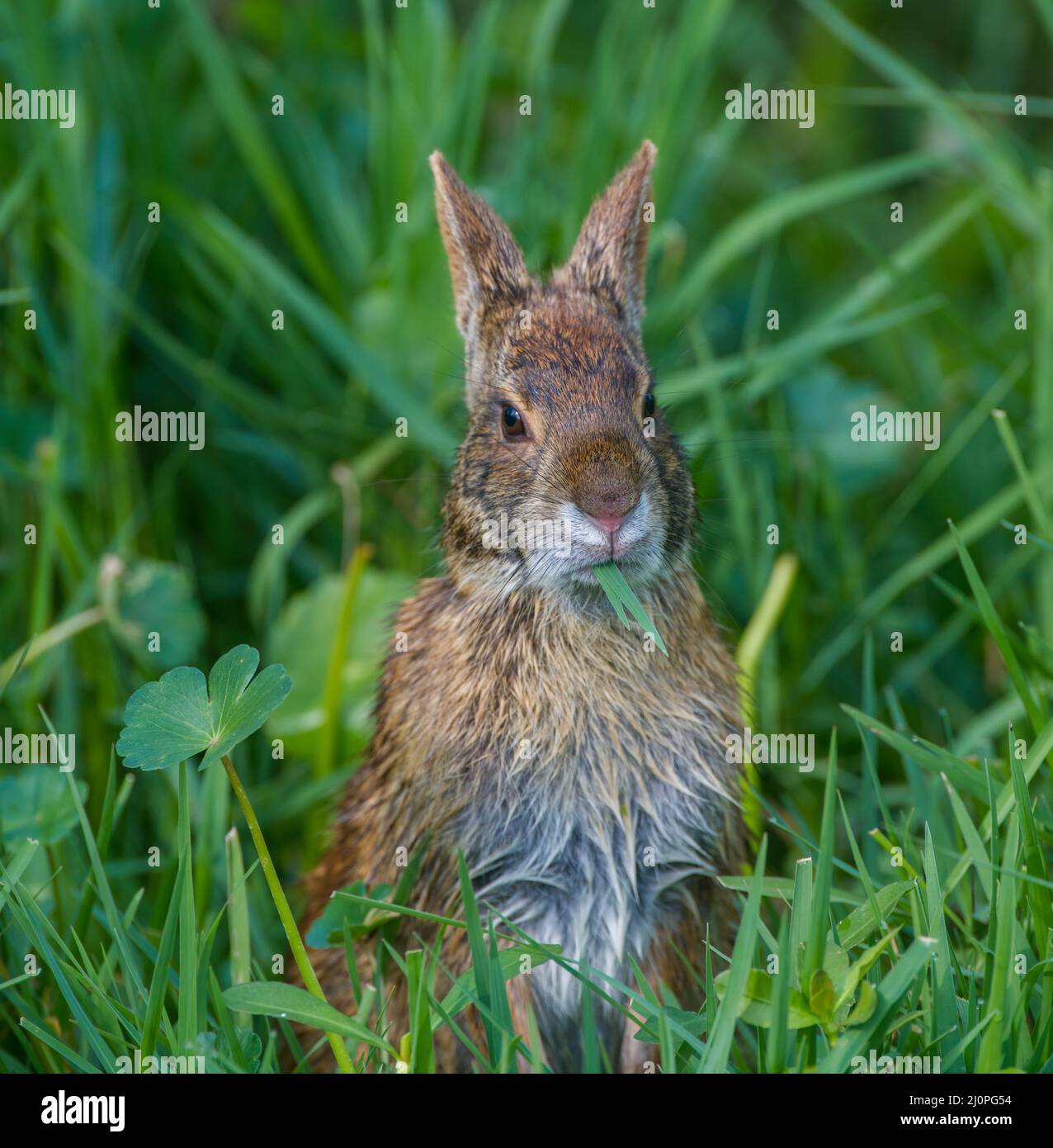 Rabbits marsh hi-res stock photography and images - Alamy