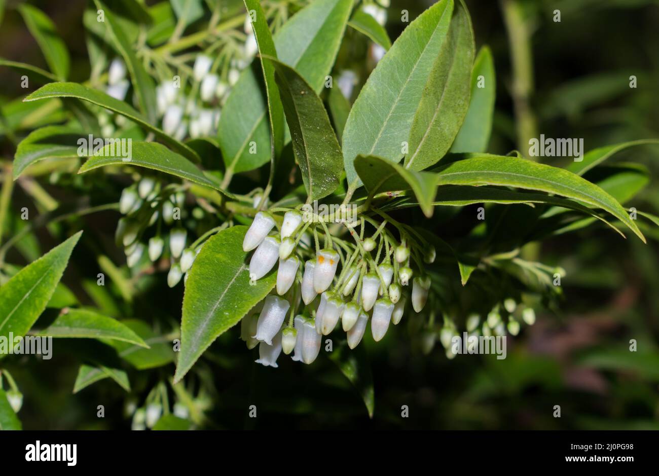 Florida leucothoe hi-res stock photography and images - Alamy