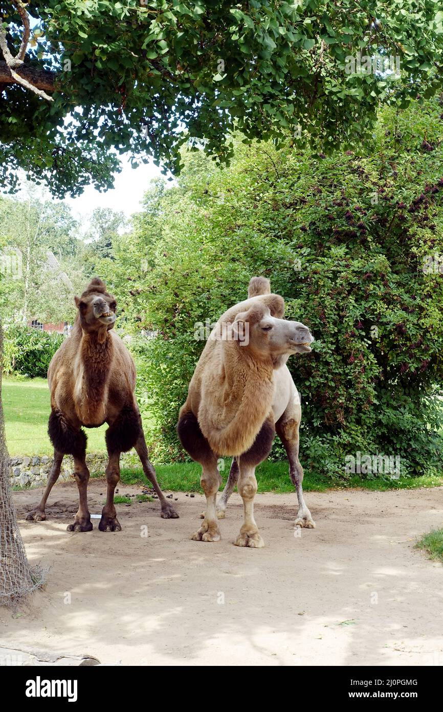 Bactrian camel (Camelus ferus Stock Photo - Alamy