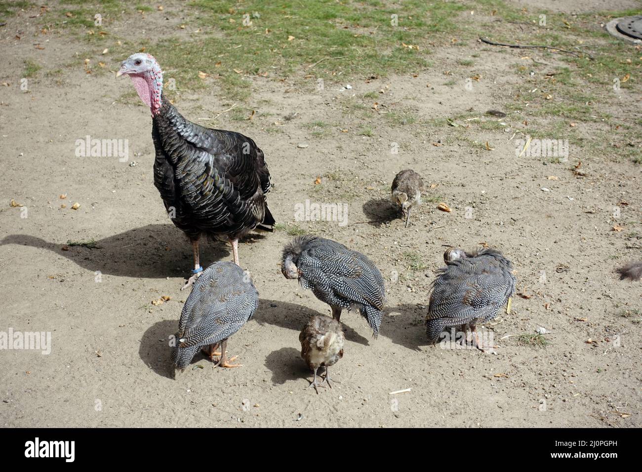Female Turkey (Meleagris gallopavo) with young animals Stock Photo - Alamy