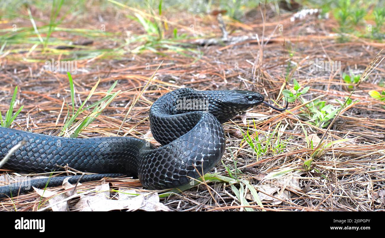 Giant snake photo High Resolution Stock Photography and Images - Alamy