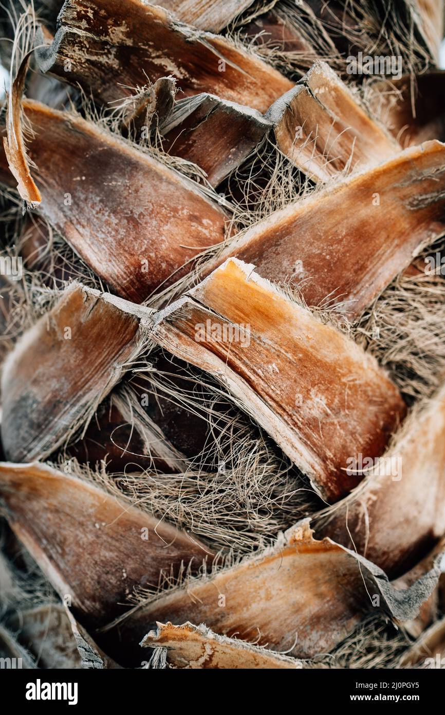 Palm bark layers hi-res stock photography and images - Alamy