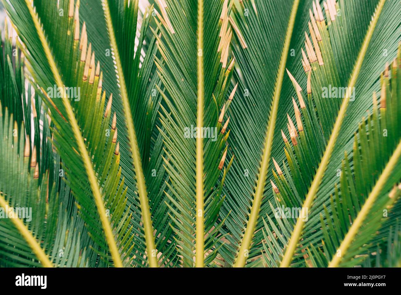 Lush green palm leaves hi-res stock photography and images - Alamy