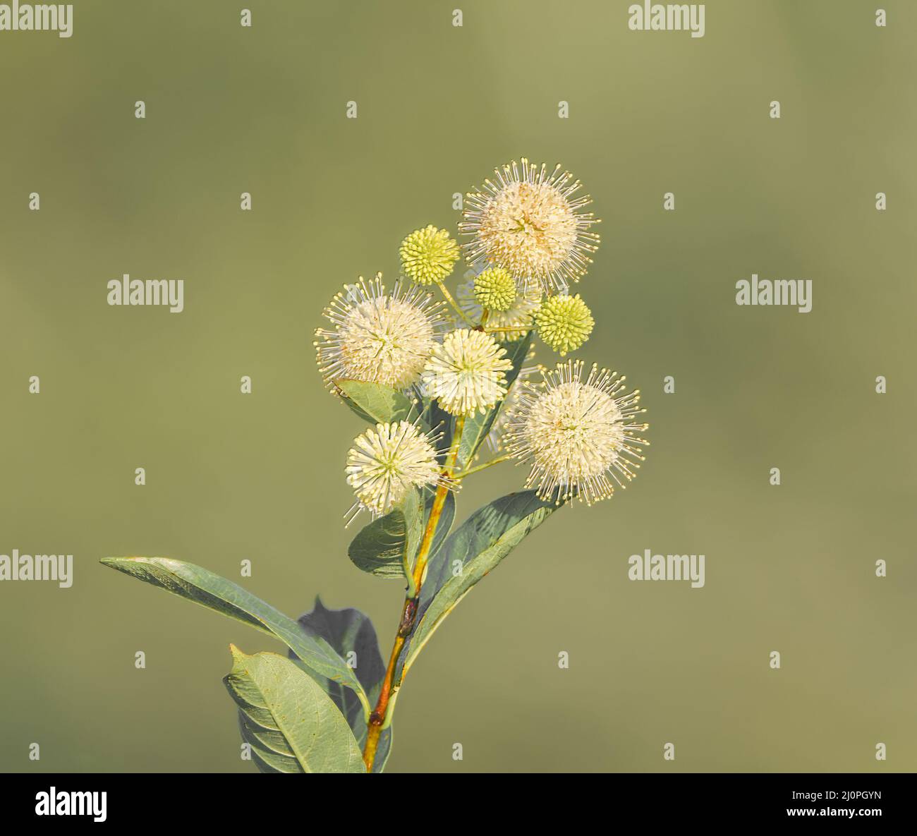 Buttonbush cephalanthus occidentalis hi-res stock photography and ...