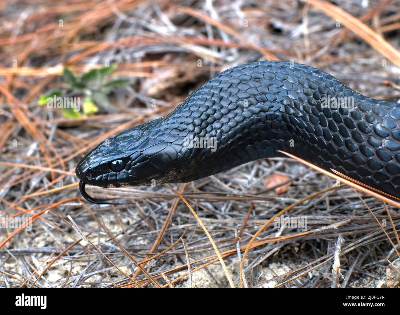 Slither down the snake hi-res stock photography and images - Alamy