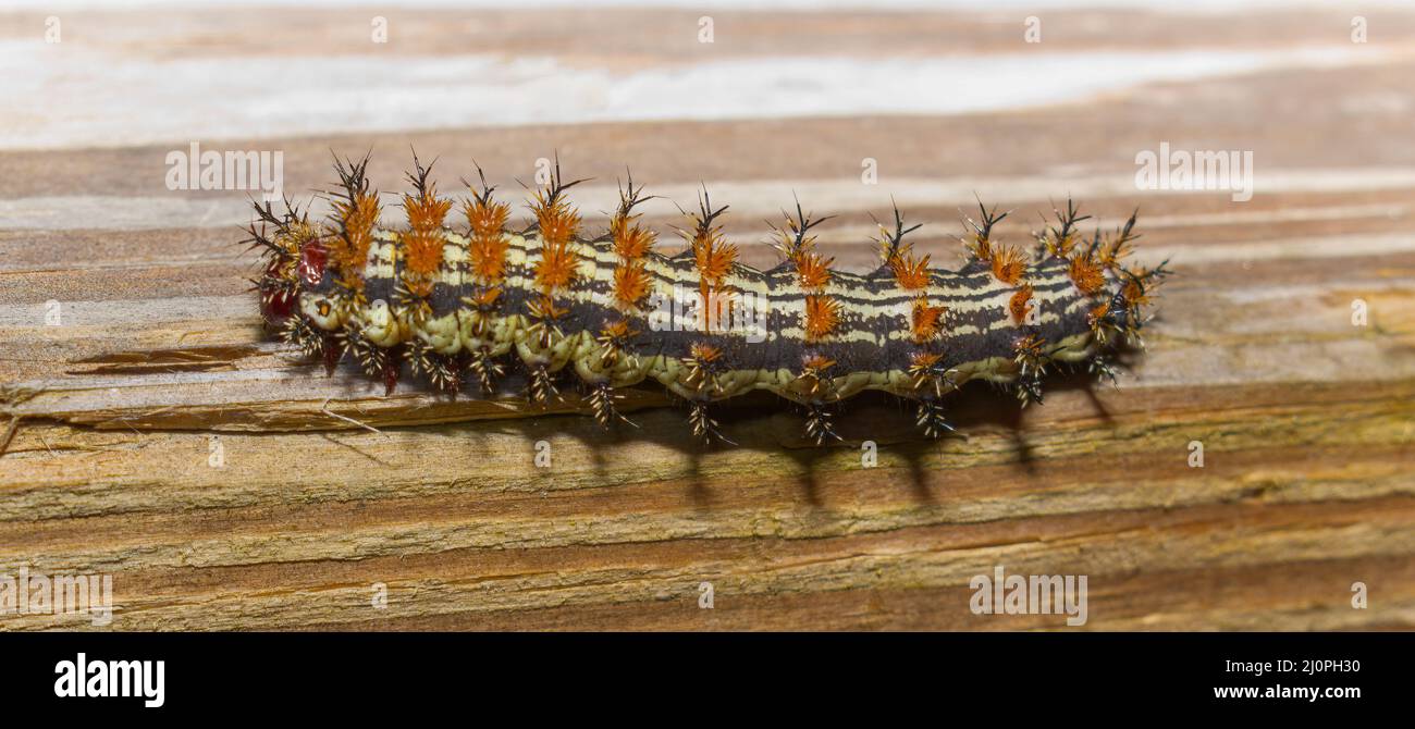 Buck moth caterpillar hi-res stock photography and images - Alamy