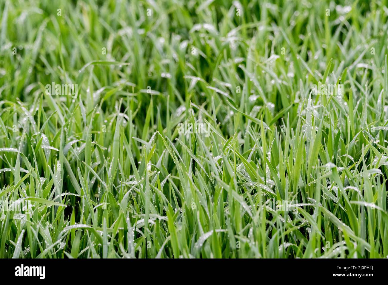 Emerging green grain. Saturated green grass leaves with drops of morning dew Stock Photo - Alamy