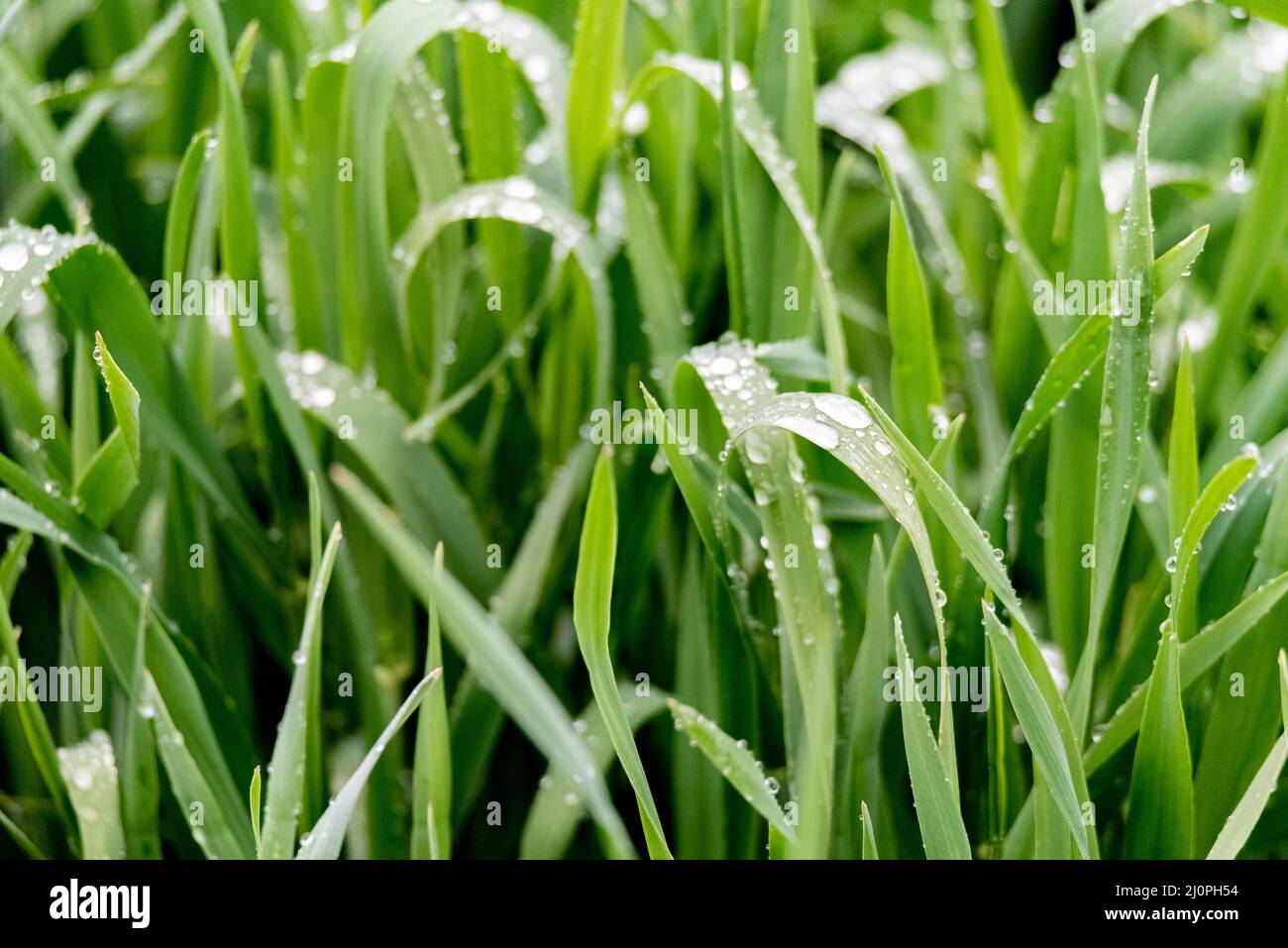 Emerging green grain. Saturated green grass leaves with drops of ...