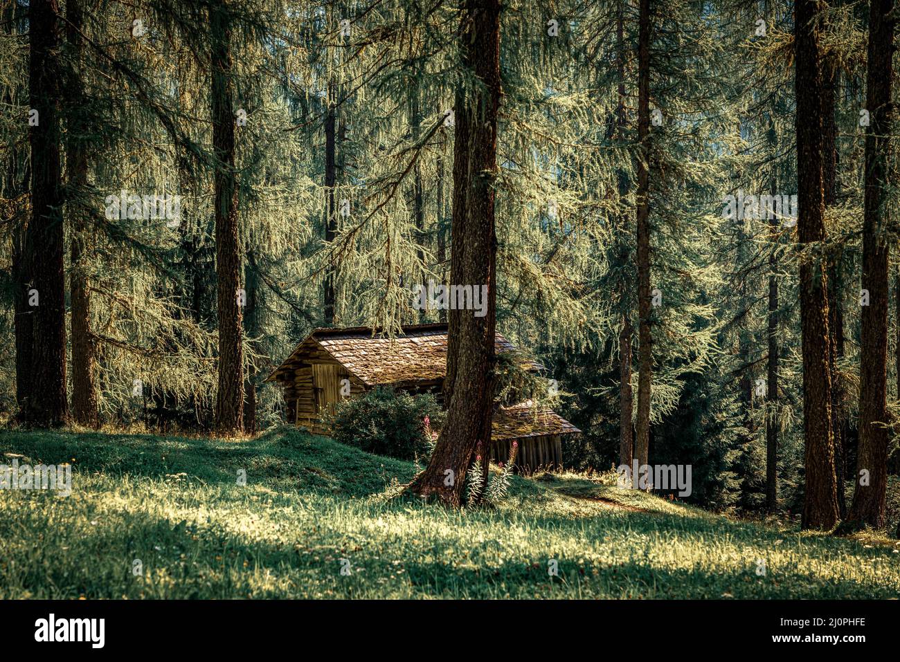 Old hut in the forest Stock Photo - Alamy