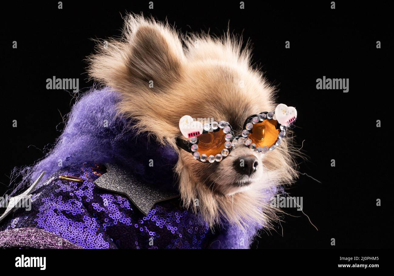 Dexter the Pomeranian dog models a design inspired Sir Elton John ...