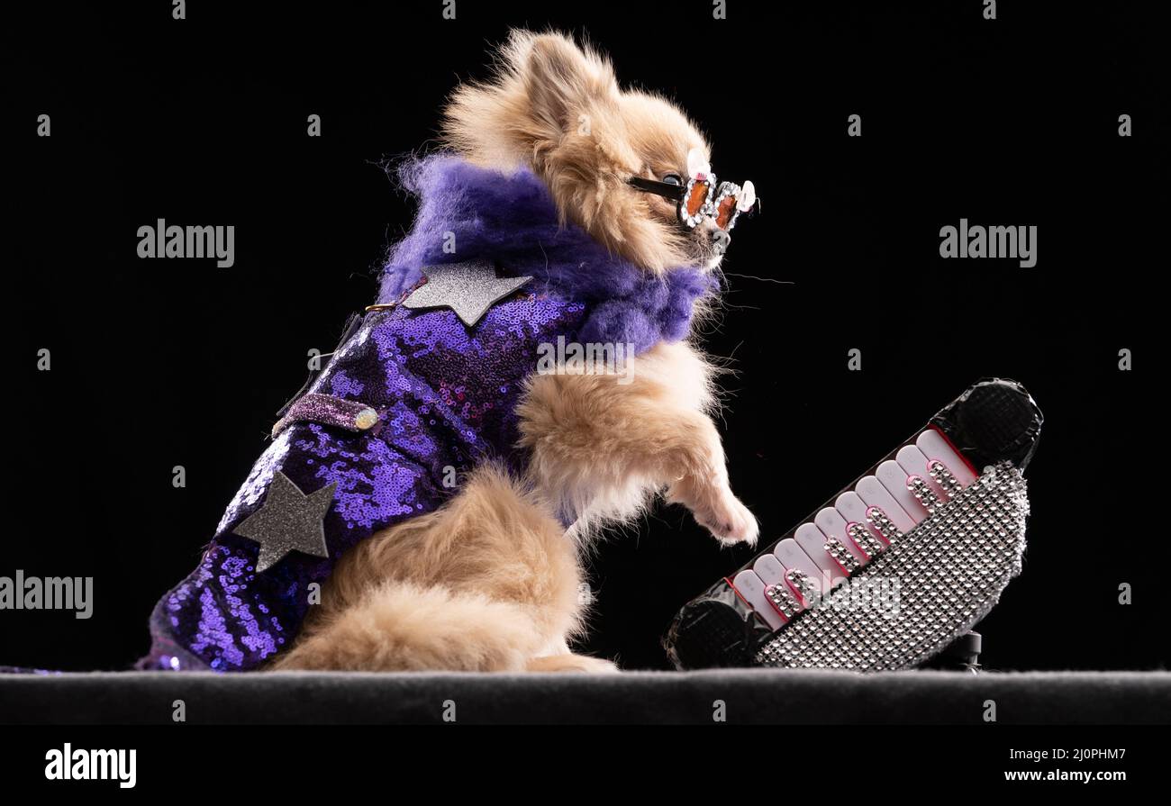 Dexter the Pomeranian dog models a design inspired Sir Elton John ...