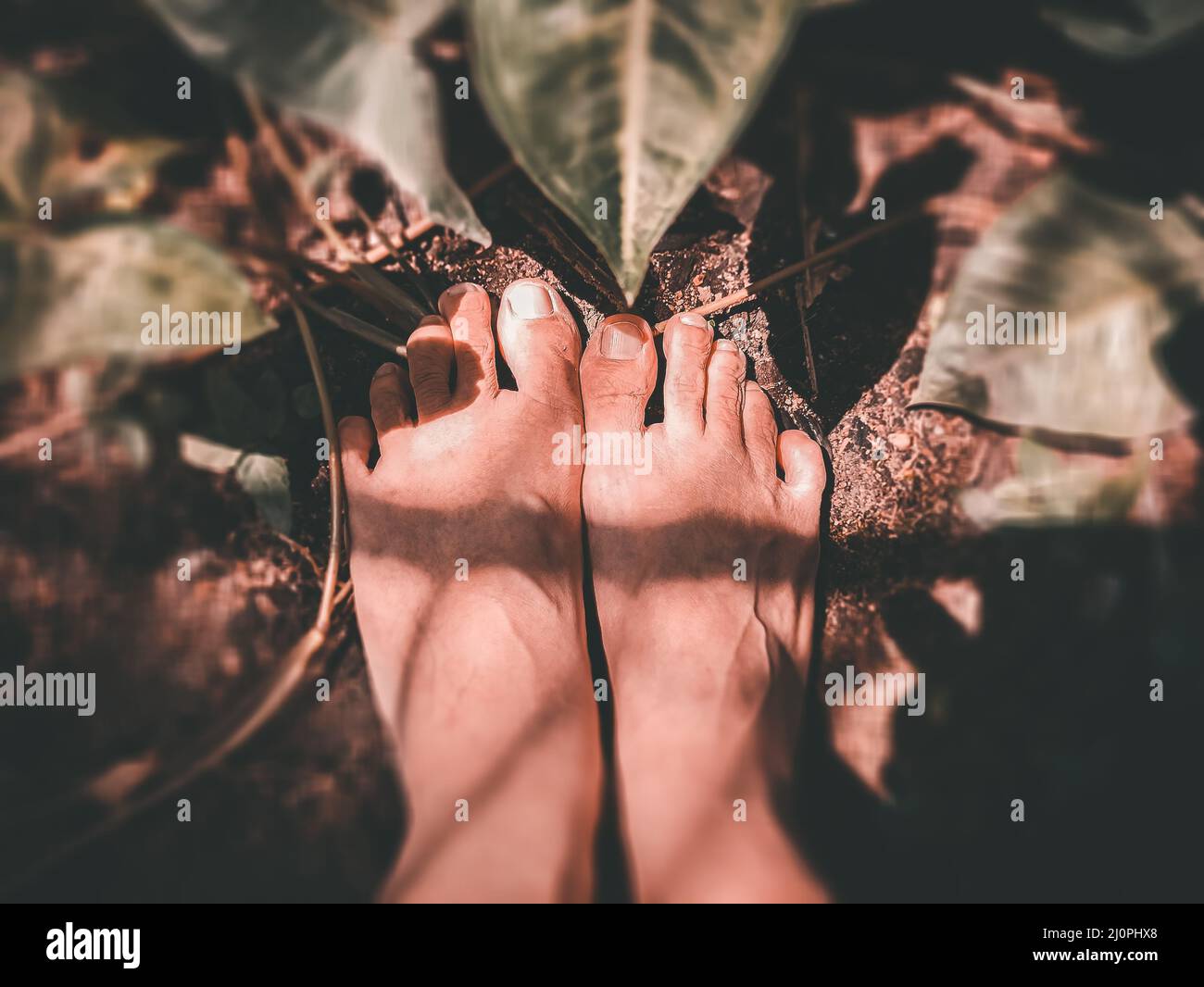 bare feet barefoot on soil ground with green leaves. grounding and ...