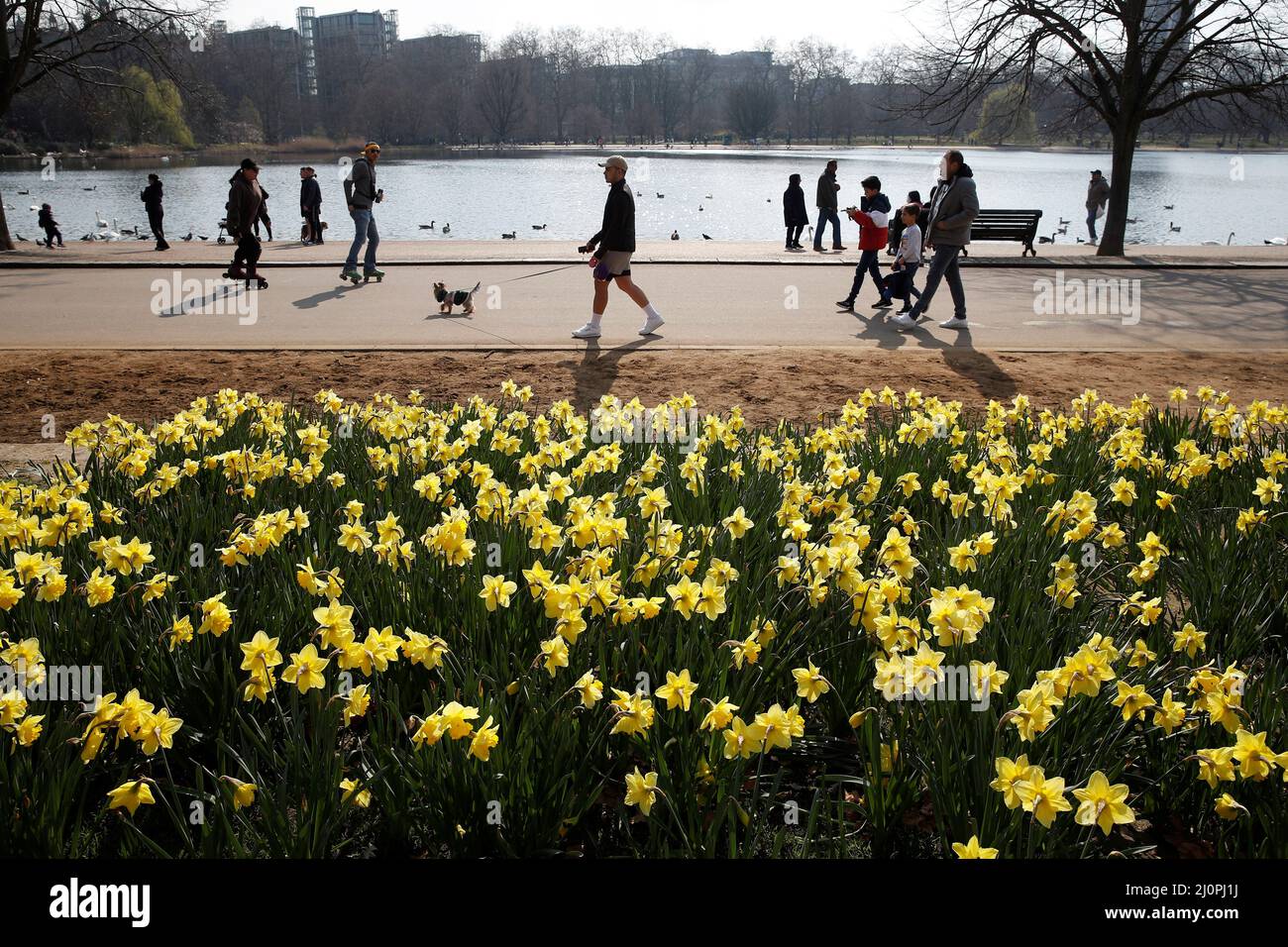 Hyde park london spring daffodils hi-res stock photography and images ...