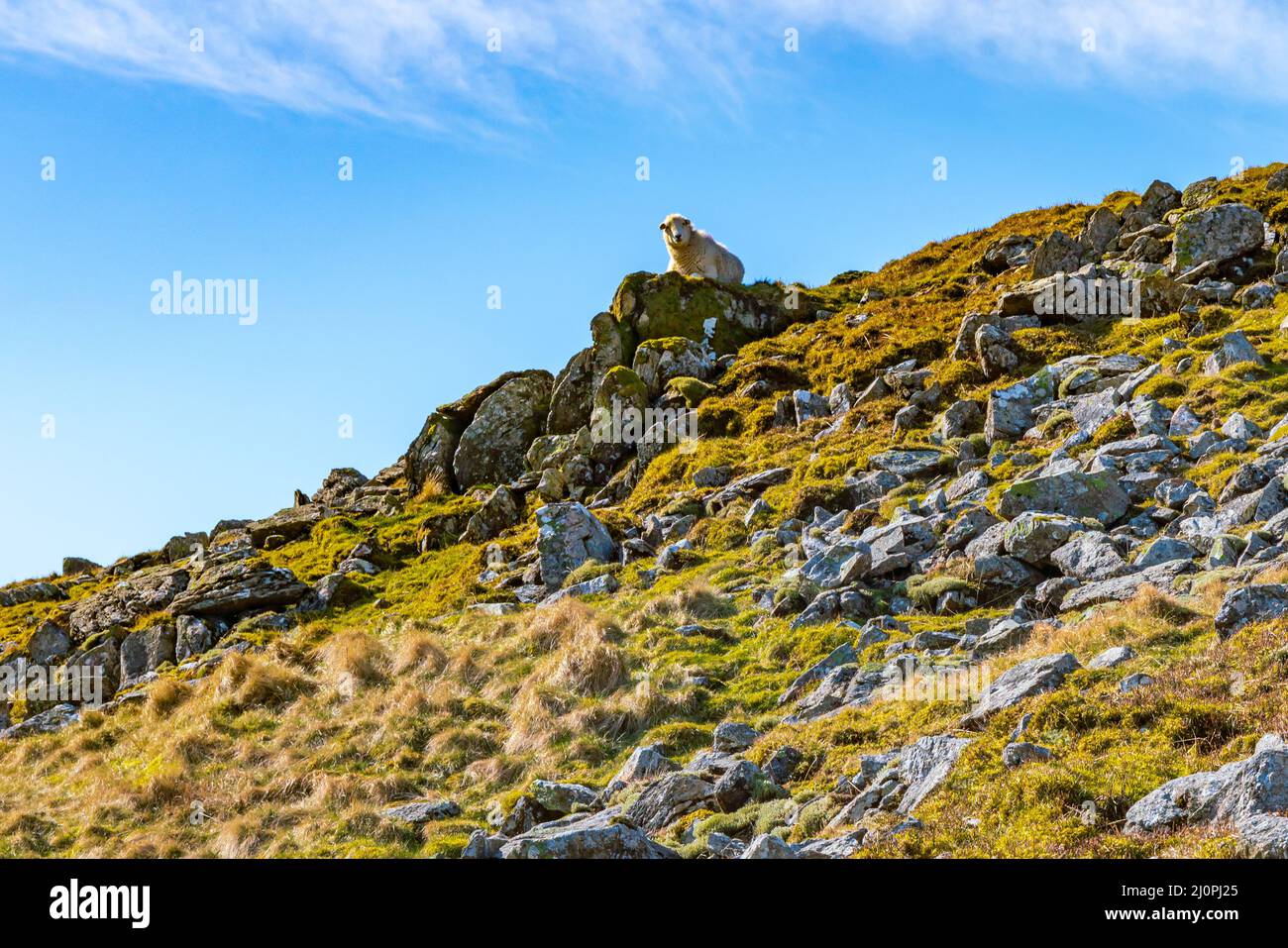 Herdwick sheep in the Lake District Stock Photo - Alamy