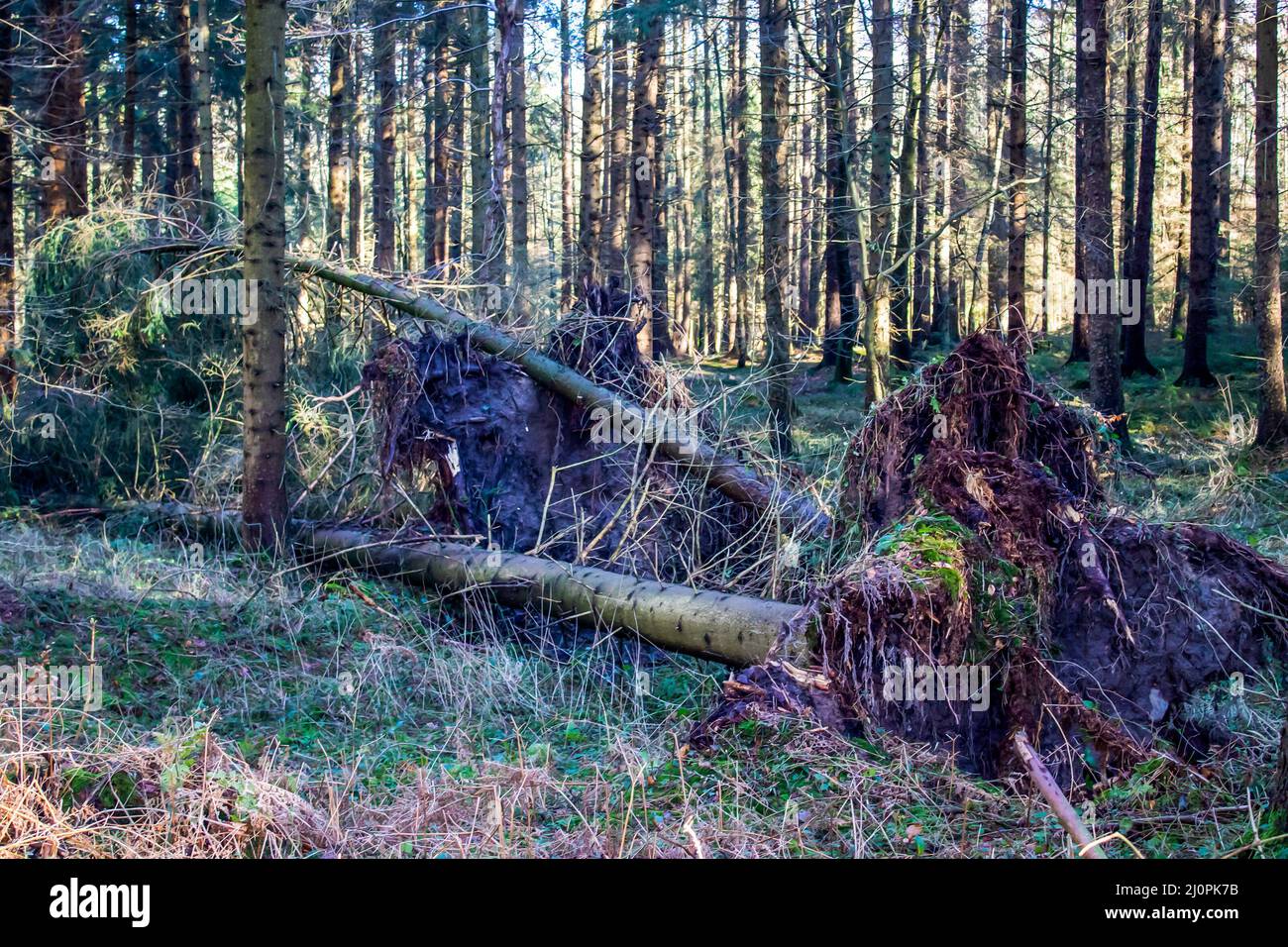Trees uprooted by storm in a forest Stock Photo - Alamy