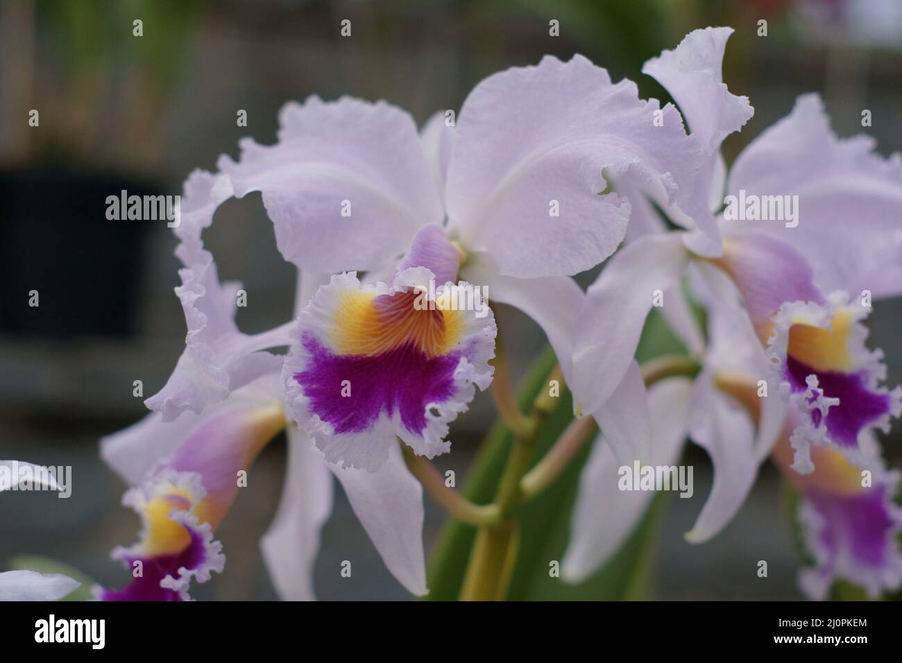 C labiata hi-res stock photography and images - Alamy