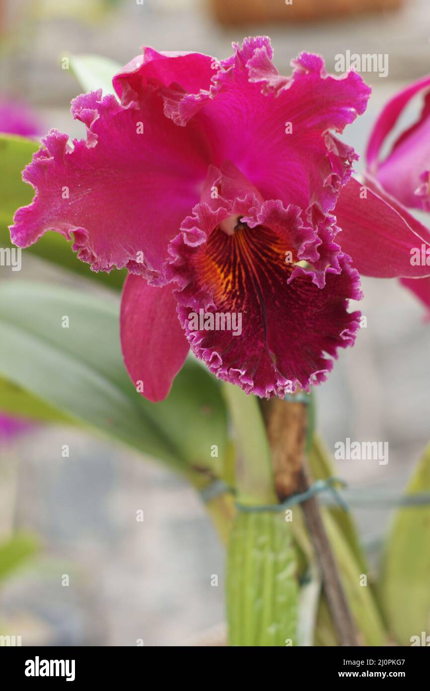 Shyn hi-res stock photography and images - Alamy