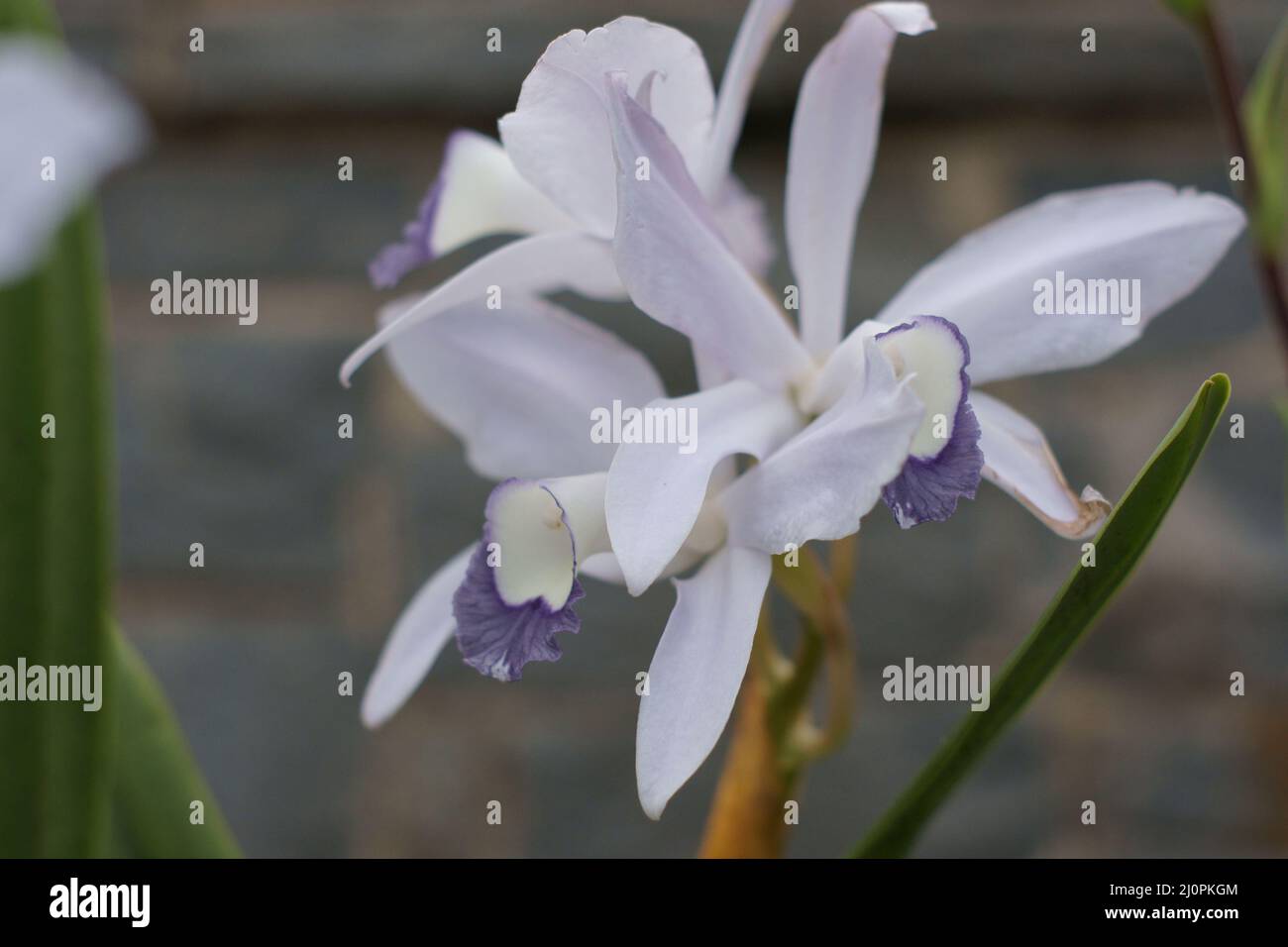 L perrini coelulea hi-res stock photography and images - Alamy