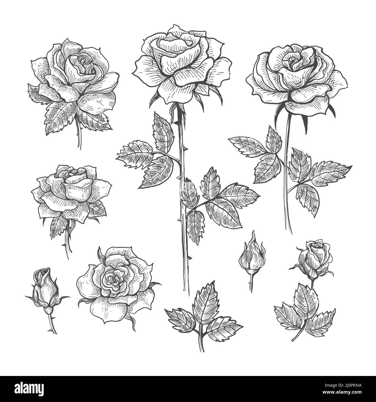 Engrave sketch roses Stock Vector Image & Art - Alamy