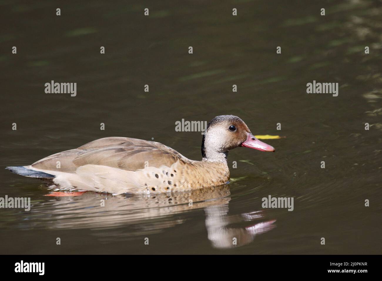 Duck, Foot-red, São Paulo, Brazil Stock Photo - Alamy