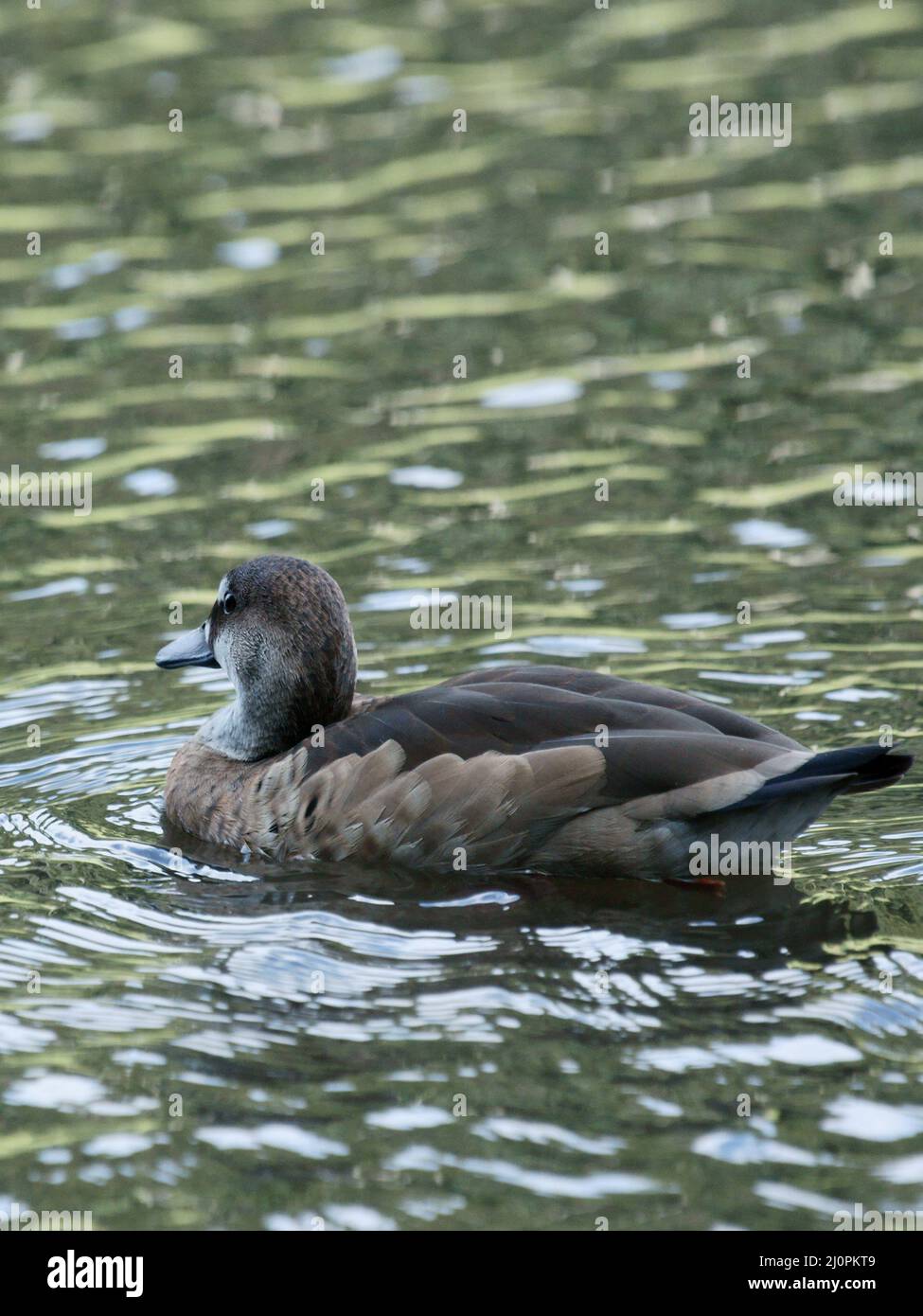 Duck, Foot-red, São Paulo, Brazil Stock Photo - Alamy