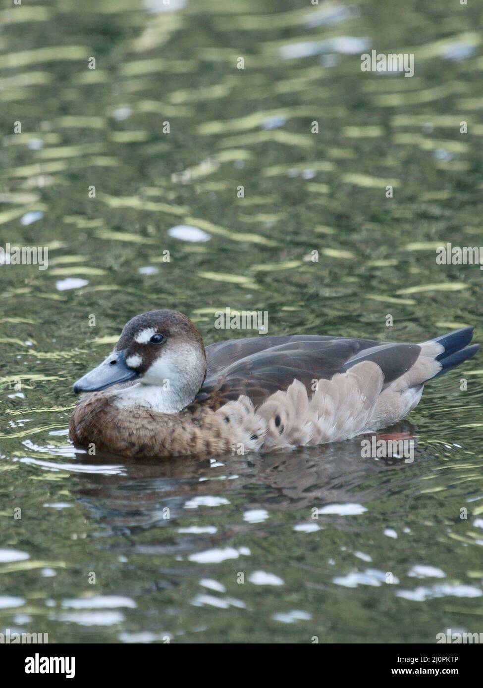 Duck, Foot-red, São Paulo, Brazil Stock Photo - Alamy